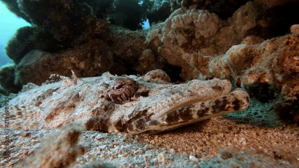 Underwater Crocodile Fish. Picture of flathead crocodilefish ...