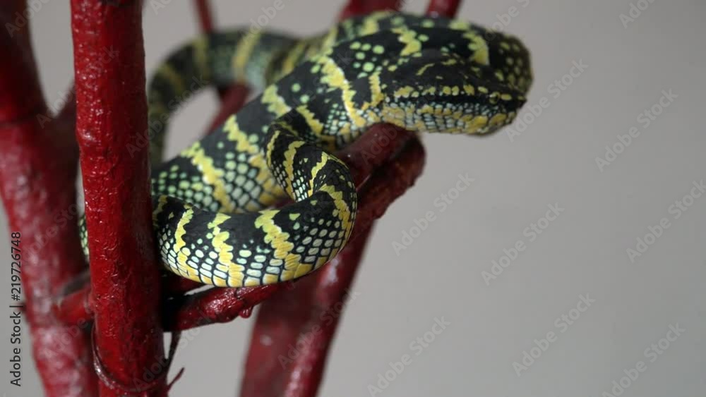 Vidéo Stock Wagler's Temple Pit Viper (Tropidolaemus wagleri) Sleeping ...
