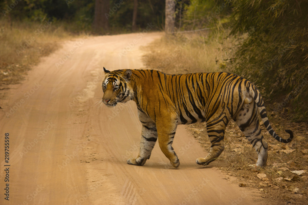 Tiger Panthera tigris tigris- Mahaman male, Bandhavgarh Tiger Reserve ...