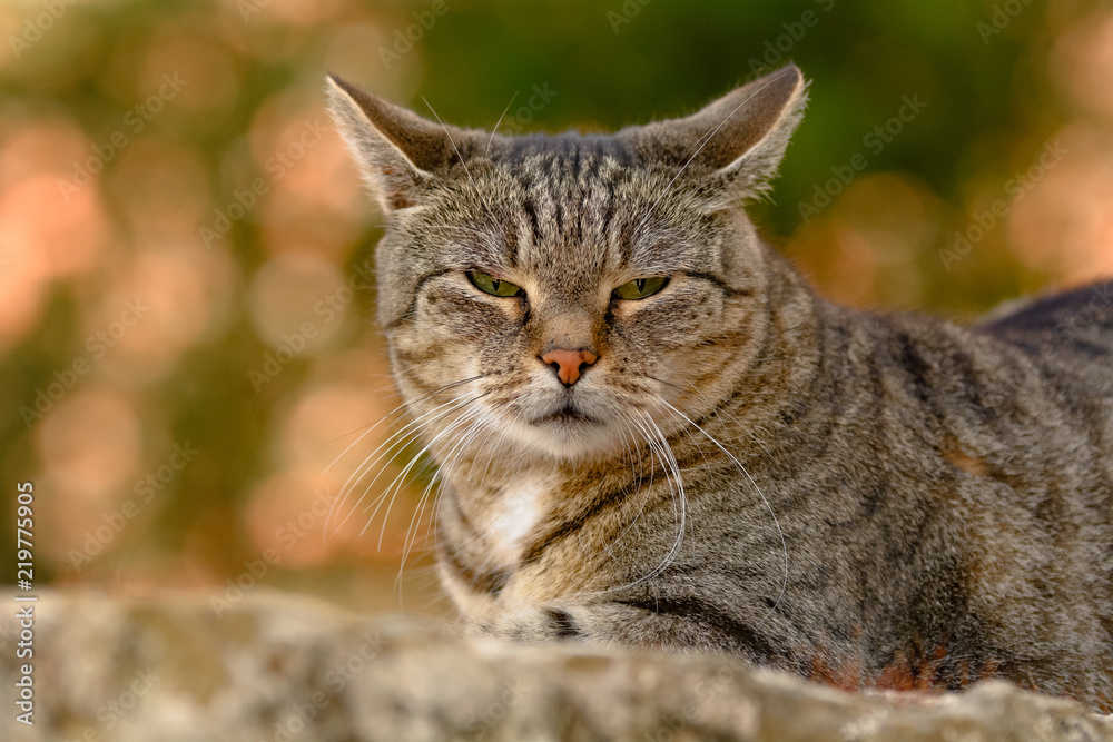 Eine grau getigerte Katze liegt auf einer Sandstein Mauer Stock Photo ...
