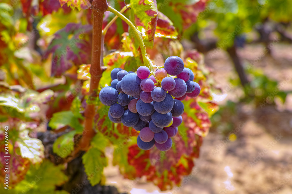 French red and rose wine grapes plant, growing on ochre mineral soil ...
