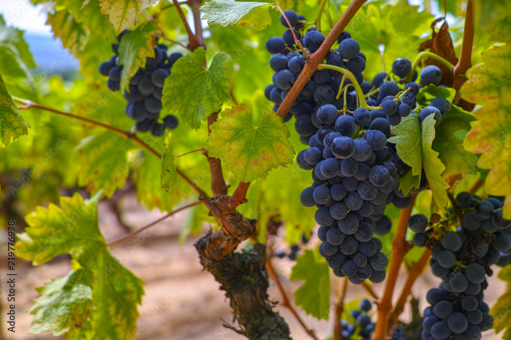 French red and rose wine grapes plant, growing on ochre mineral soil ...