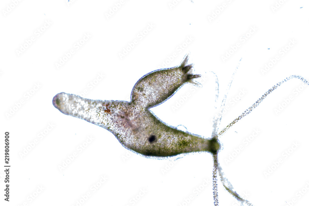 Phylum Cnidaria Hydra