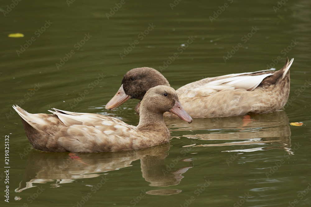 Swedish Pecan Duck Cross