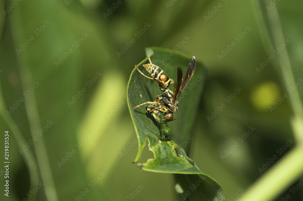 European Hornet (Vespa crabro) sealing up paralyzed Monarch butterfly ...