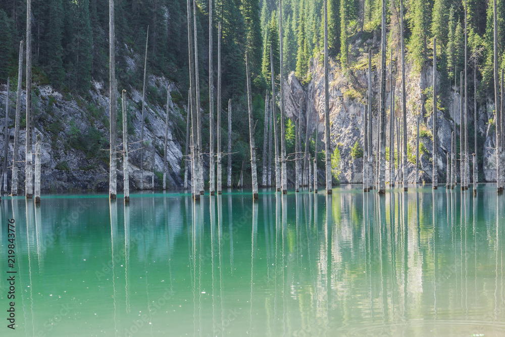 The Sunken Forest Of Mountain Lake, a unique natural landscape Stock ...