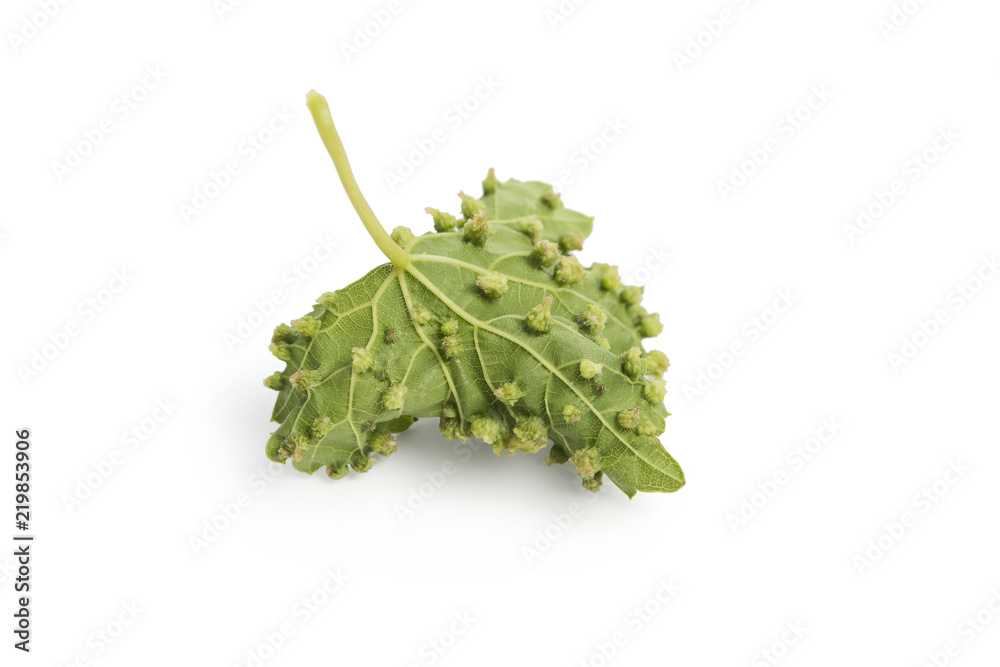 Vineyard problem, Eriophyes (colomerus vitis) - Vine leaf on white ...