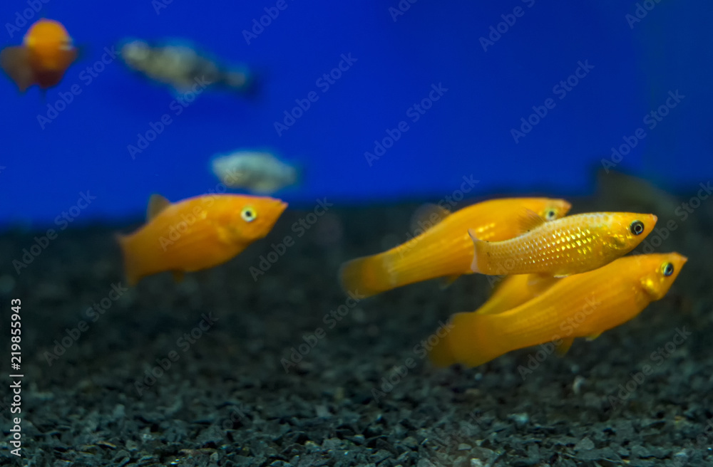 Colorful Gold, Yellow Molly Poecilia sphenops aquarium fishes. Shallow ...