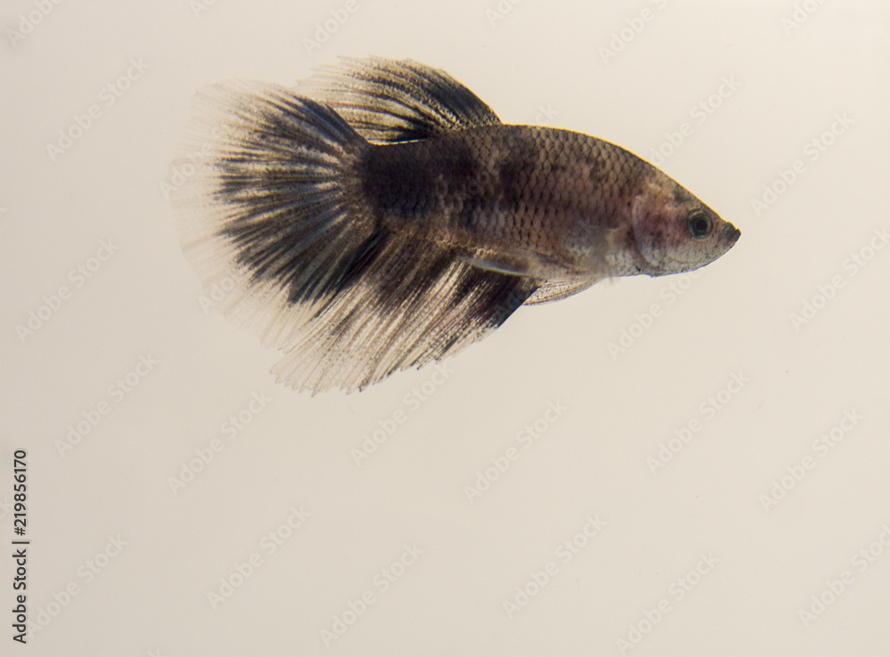 Grey Betta Fish