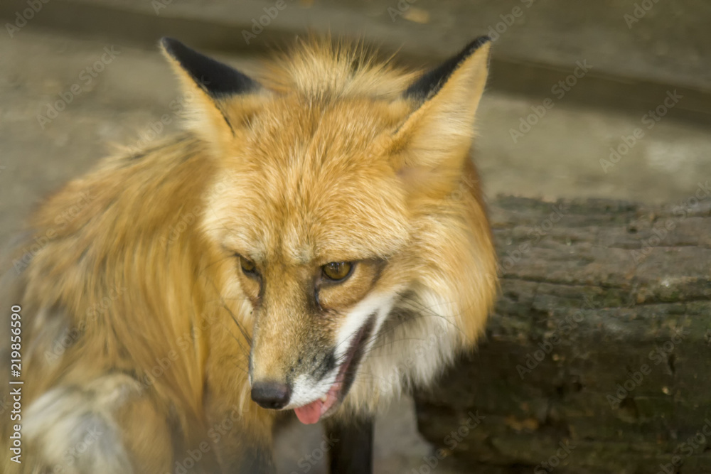 Fox close-up portrait. Foxes are small-to-medium-sized, omnivorous ...