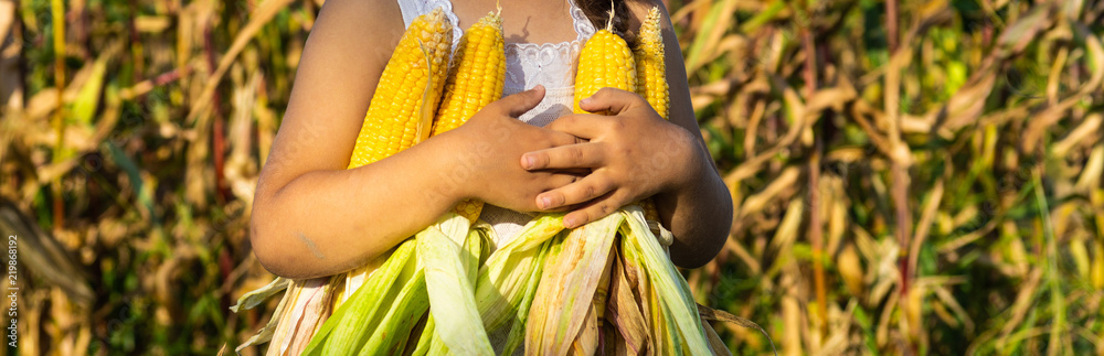Little girl playing in a corn field on autumn. Child holding a cob of ...