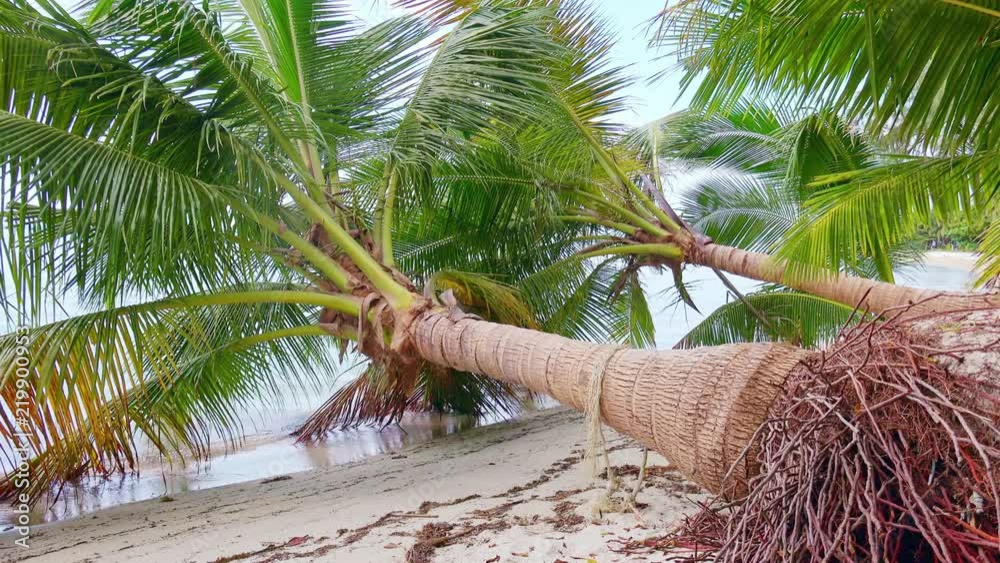 Vidéo Stock Beautiful scenery with coconut palm lying on sandy beach ...