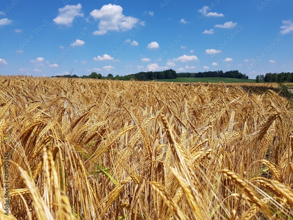 getreidefeld Stock Photo | Adobe Stock