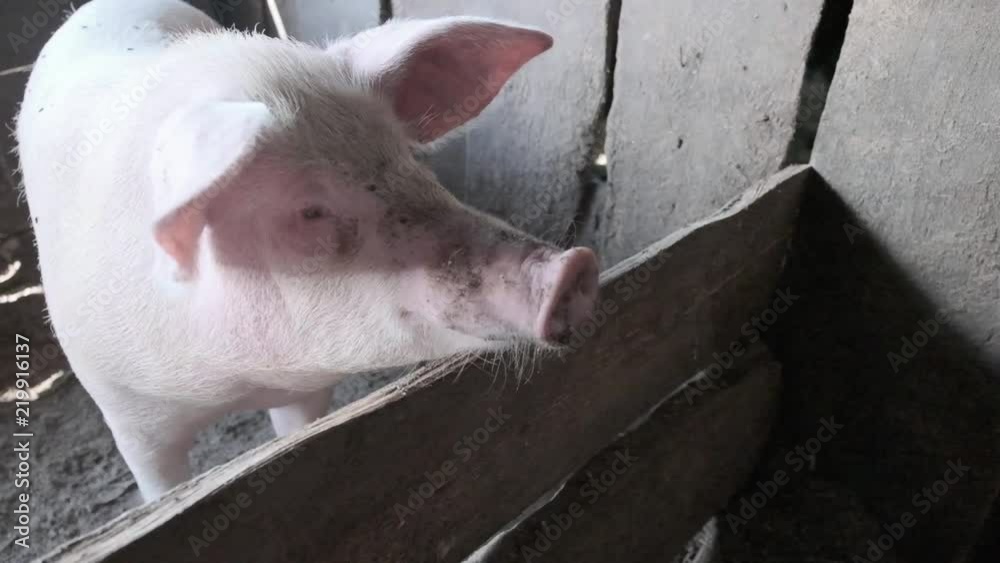 Domestic pigs in the barn. The pig looks into the camera and drives ...
