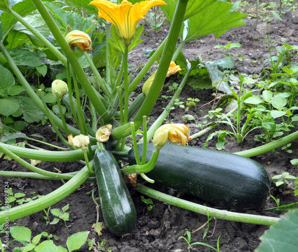 Flowering and fruit courgette Stock Photo | Adobe Stock