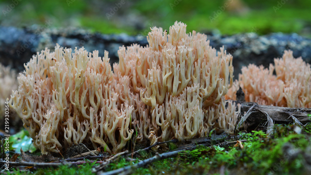 Ramaria formosa mushroom Stock-Foto | Adobe Stock