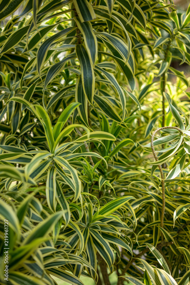 Dracaena Reflexa Pleomele