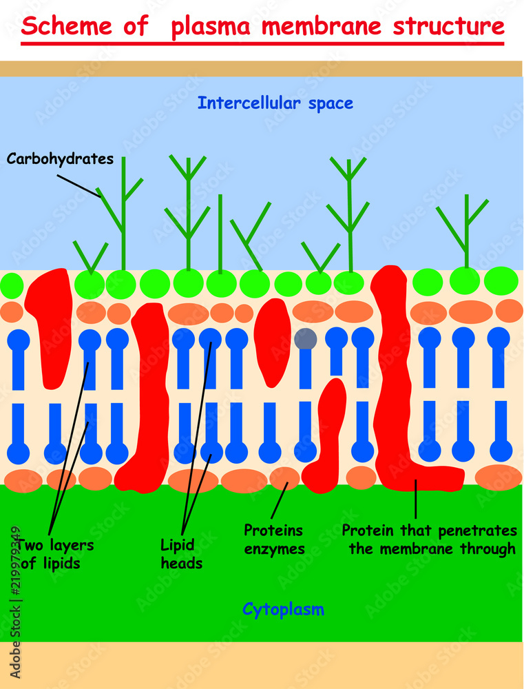 plasma membrane structure scheme education colore info graphic vector ...