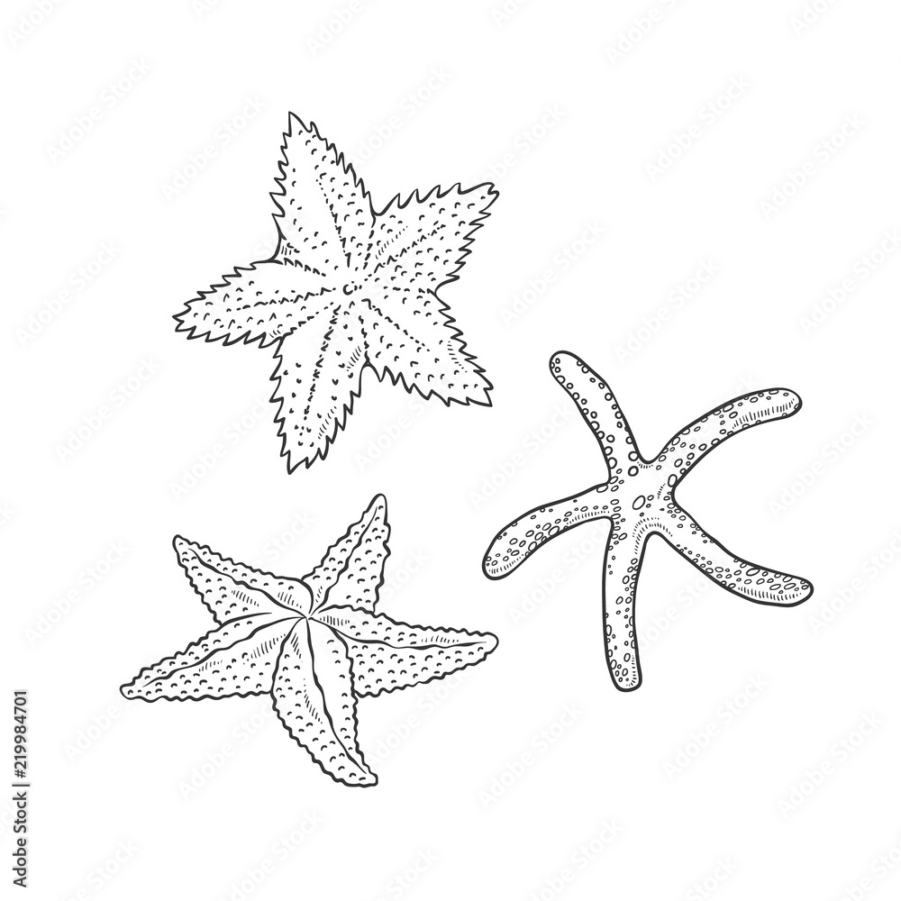 Vector set starfish. Three types sea star monochrome black outline ...