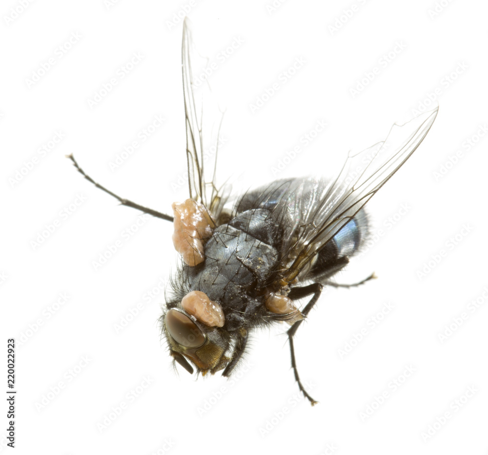 Scary Dead Fly