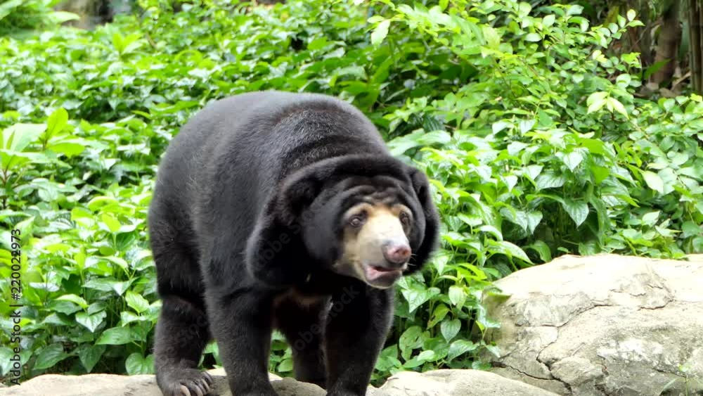 Malayan Sun Bear (Helarctos malayanus) is also known as the honey bear ...