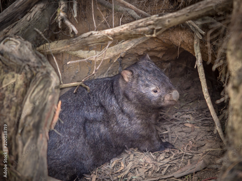 Wombat in the wild entering a burrow entrance with tree roots and ...