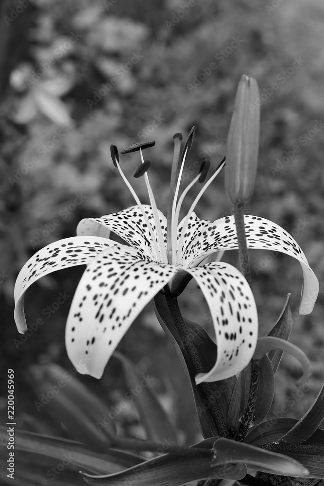 Black And White Tiger Lilies