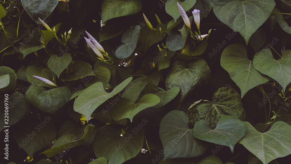 The Green Liana. Background texture with green leaves. Nature ...