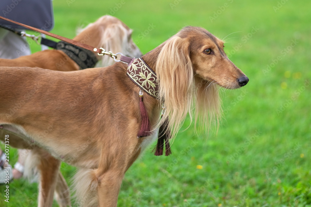 Does A Saluki Need A Collar