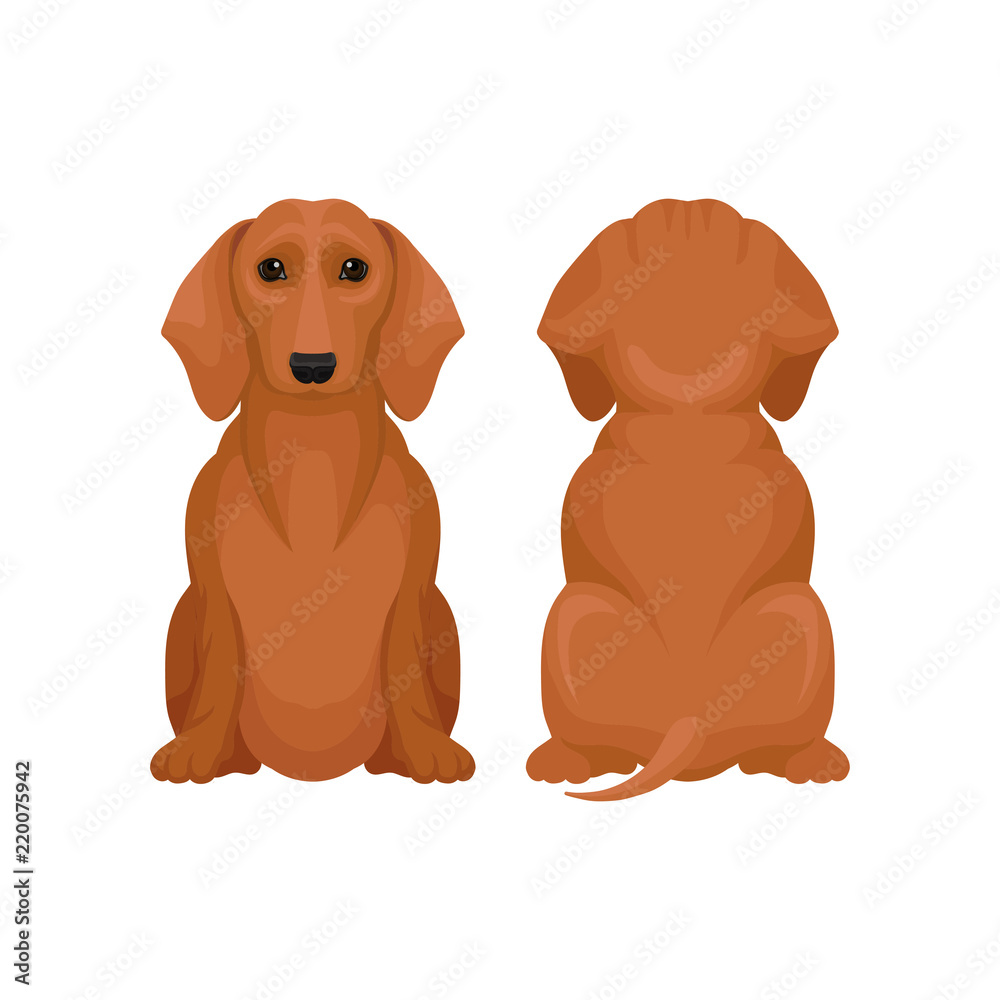 Dog Sitting Back Drawing