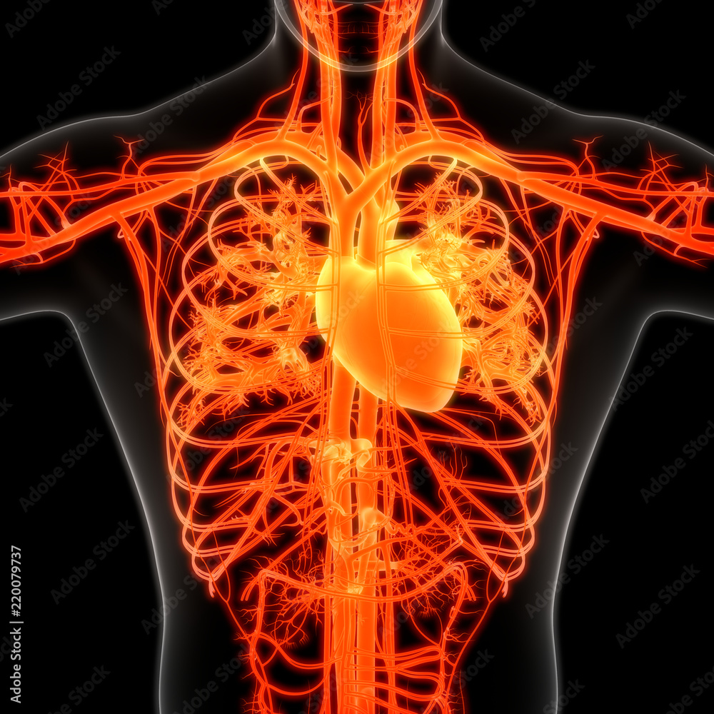 Human Circulatory System Anatomy Stock Illustration | Adobe Stock