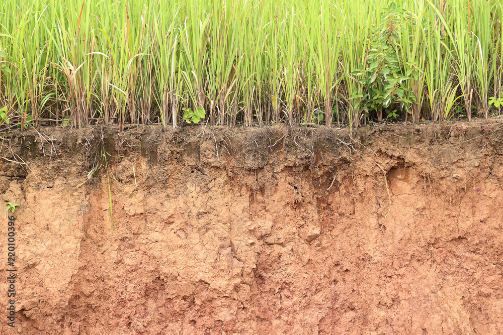 Cross section of grass and soil profile. Stock Photo | Adobe Stock