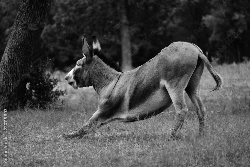 Funny Mini Donkey stretching in field on farm in black and white. Shows ...