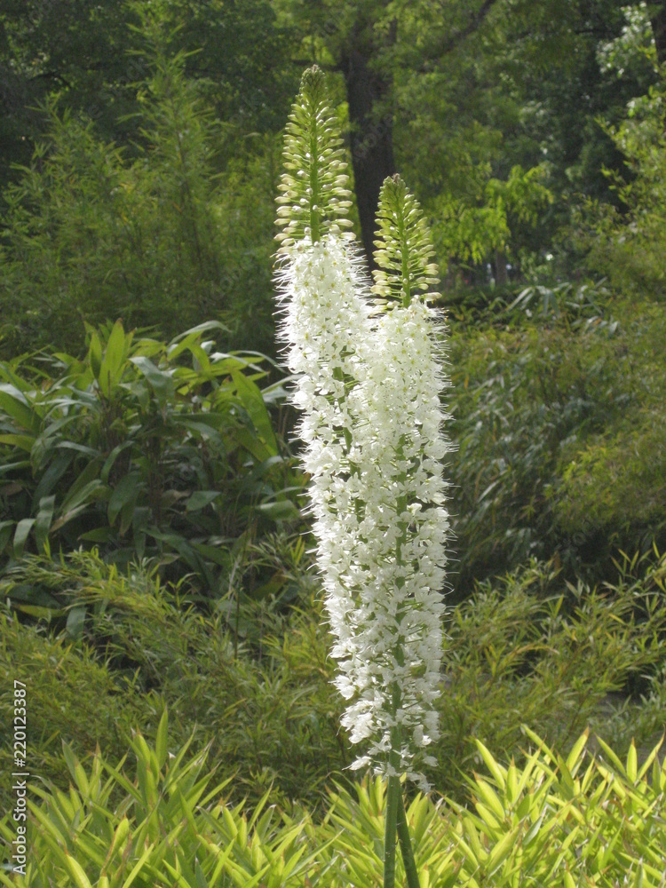 Flores Moradas En Espigas Altas