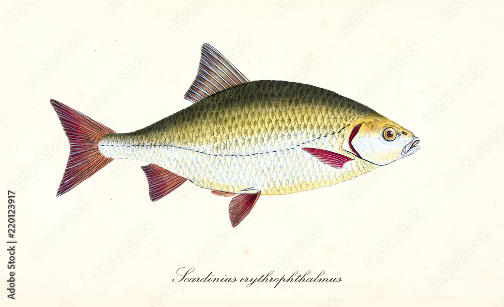 Ancient colorful illustration of Common Rudd (Scardinius ...