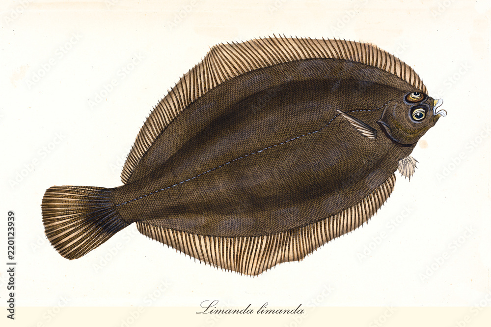 Ancient colorful illustration of Common Dab (Limanda limanda), side ...