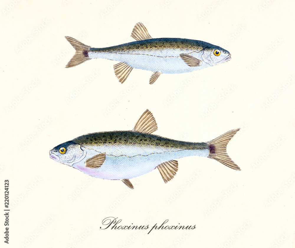 Ancient colorful illustration of Common Minnow (Phoxinus phoxinus ...