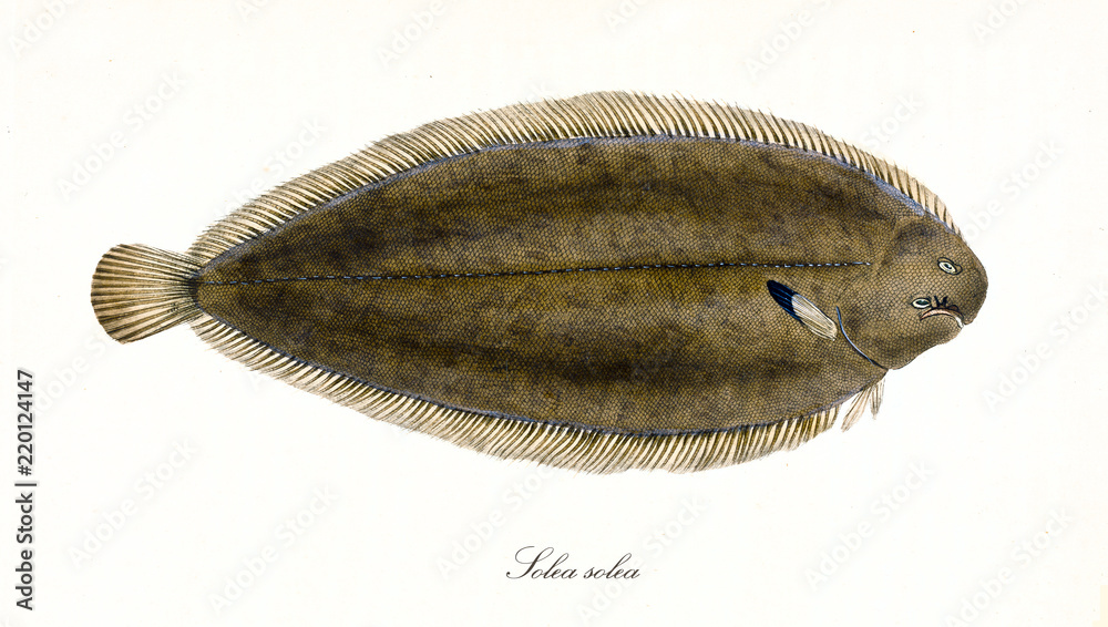 Ancient colorful illustration of Common Sole (Solea solea), side view ...
