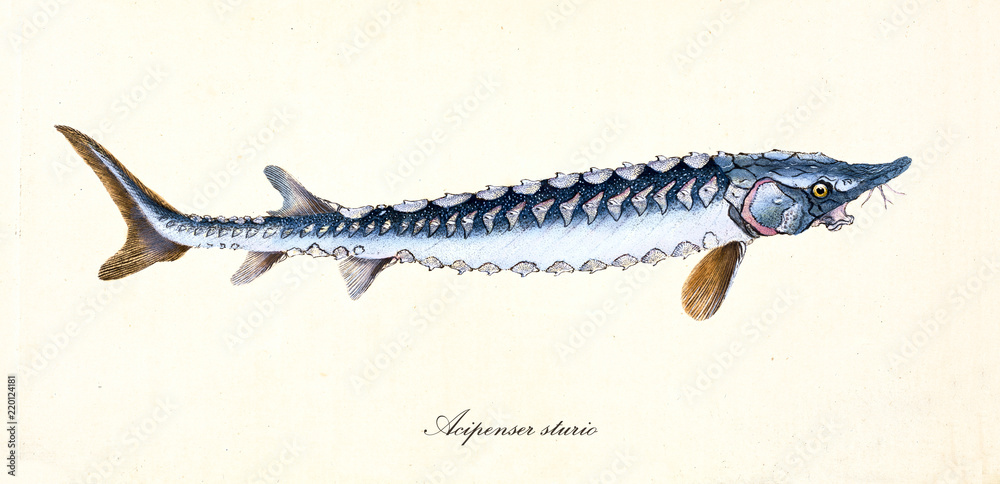 Atlantic Sturgeon