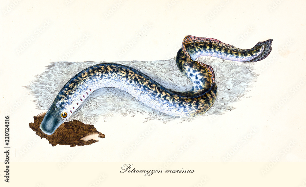 Ancient colorful illustration of Sea Lamprey (Petromyzon marinus ...