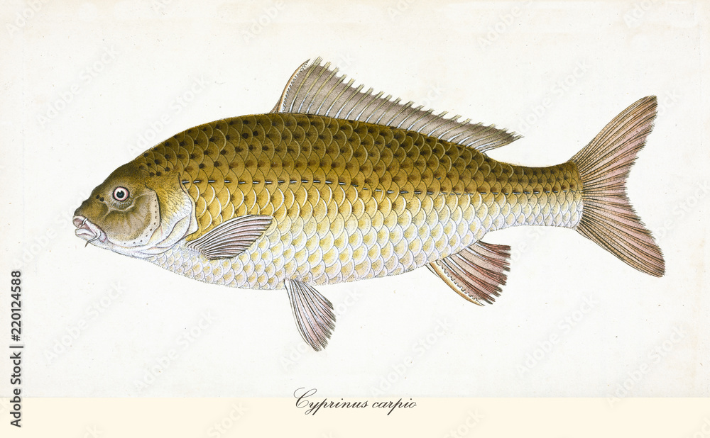 Ancient colorful illustration of Common Carp (Cyprinus carpio), side ...