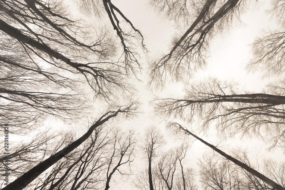 trees from below monochrome 2 Stock Photo | Adobe Stock
