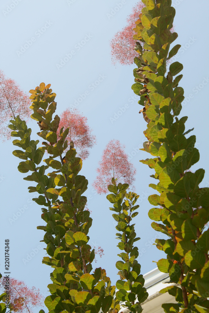 Smoking tree Stock Photo | Adobe Stock