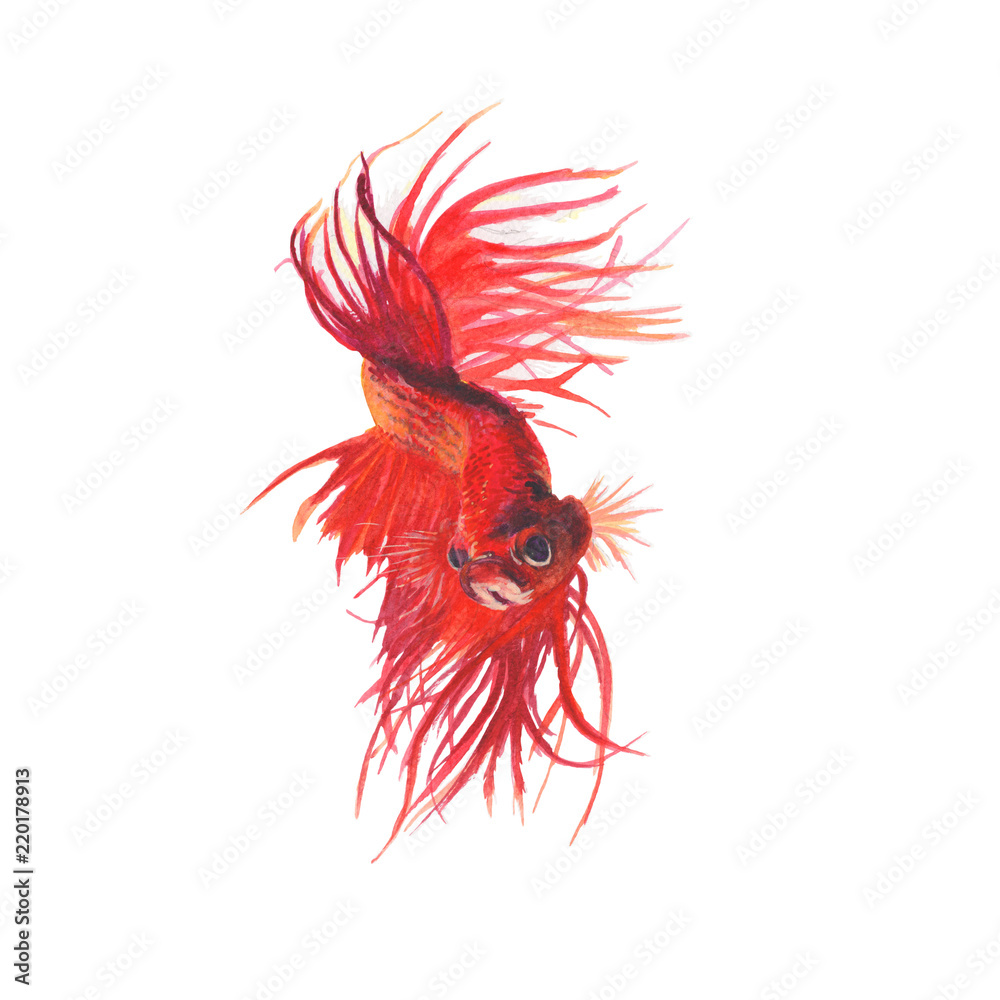 Fighting fish Watercolor painting isolated. Watercolor hand painted ...