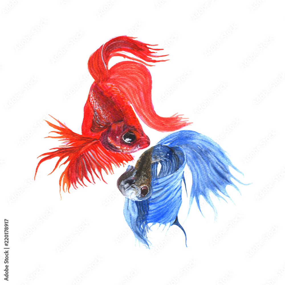 Fighting fish Watercolor painting isolated. Watercolor hand painted ...
