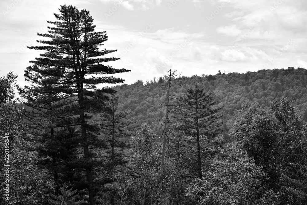 Large cedar rises above the taiga forest. Black-and-white photograph of ...