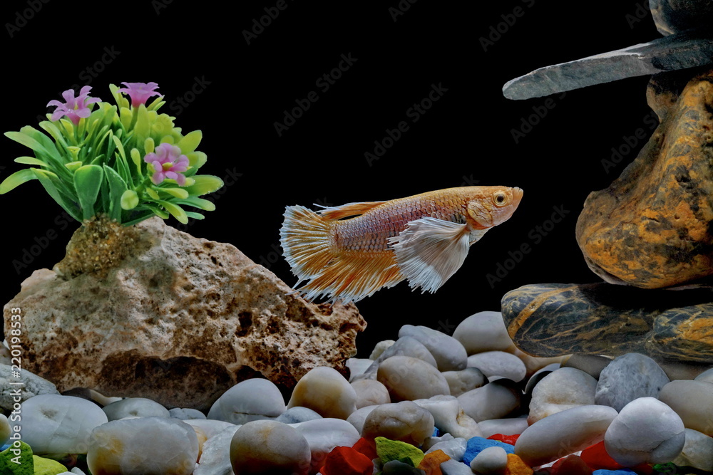 Fighting fish, Siamese fish, in a fish tank decorated with pebbles and ...