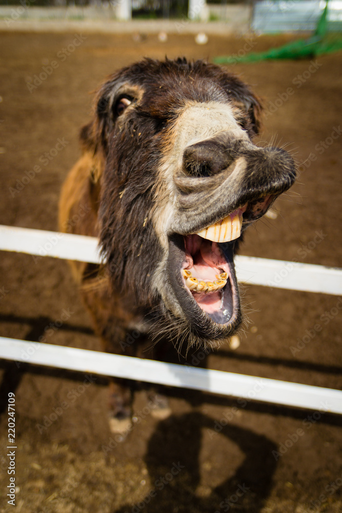 Funny donkey showing its mouth please give me carrots Stock Photo ...
