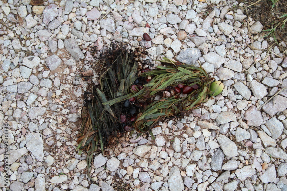 Washed scat Stock Photo | Adobe Stock