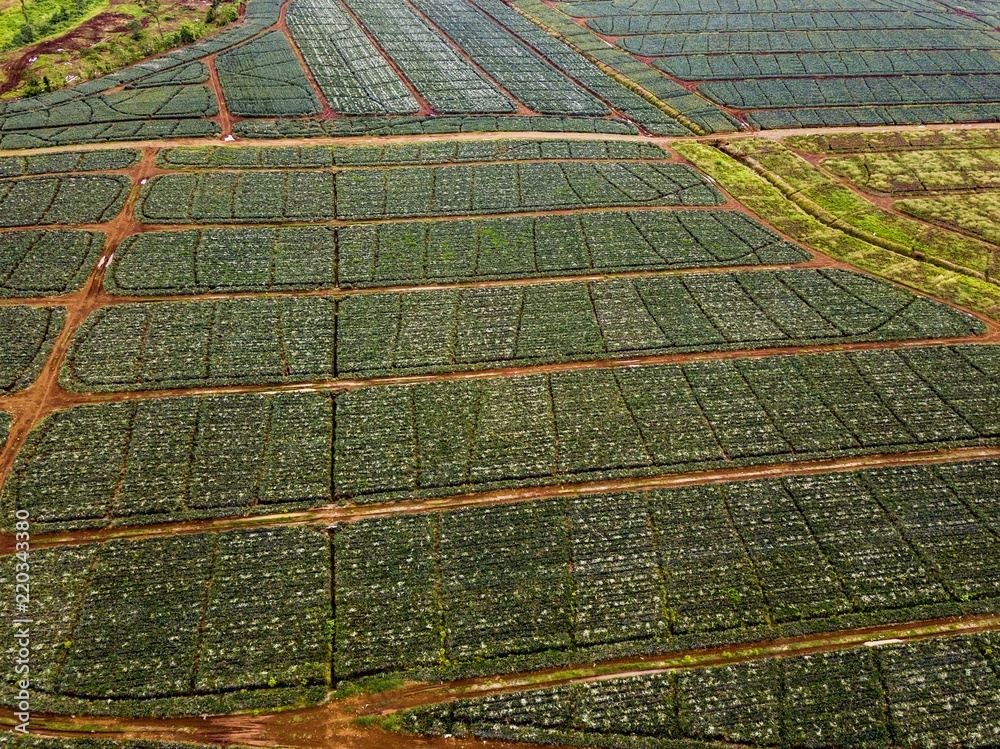 Beautiful aerial view of the pineapple plantations in Costa Rica Stock ...